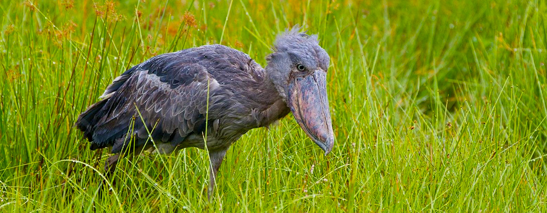 Mabamba Swamp - Best Place fore Shoebill Spotting in Uganda - Lifetime ...