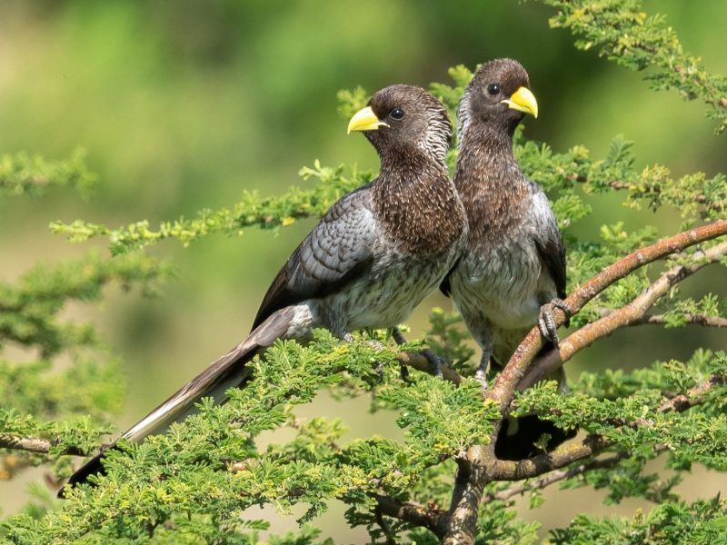 Kyambura Gorge Safari - Explore Queen Elizabeth Park, Uganda ...