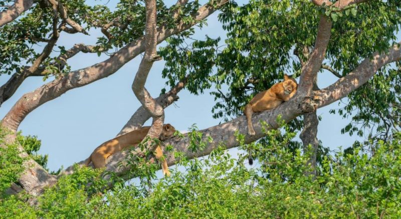 Ishasha Tree-Climbing Lions - Queen Elizabeth Park, Uganda - Lifetime ...