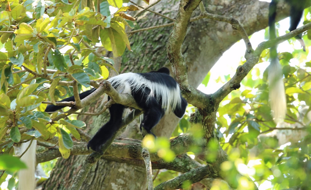 Kyambura Gorge Safari - Explore Queen Elizabeth Park, Uganda ...