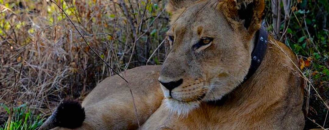 Lion Tracking in Queen Elizabeth Park - Lifetime Experience Safaris